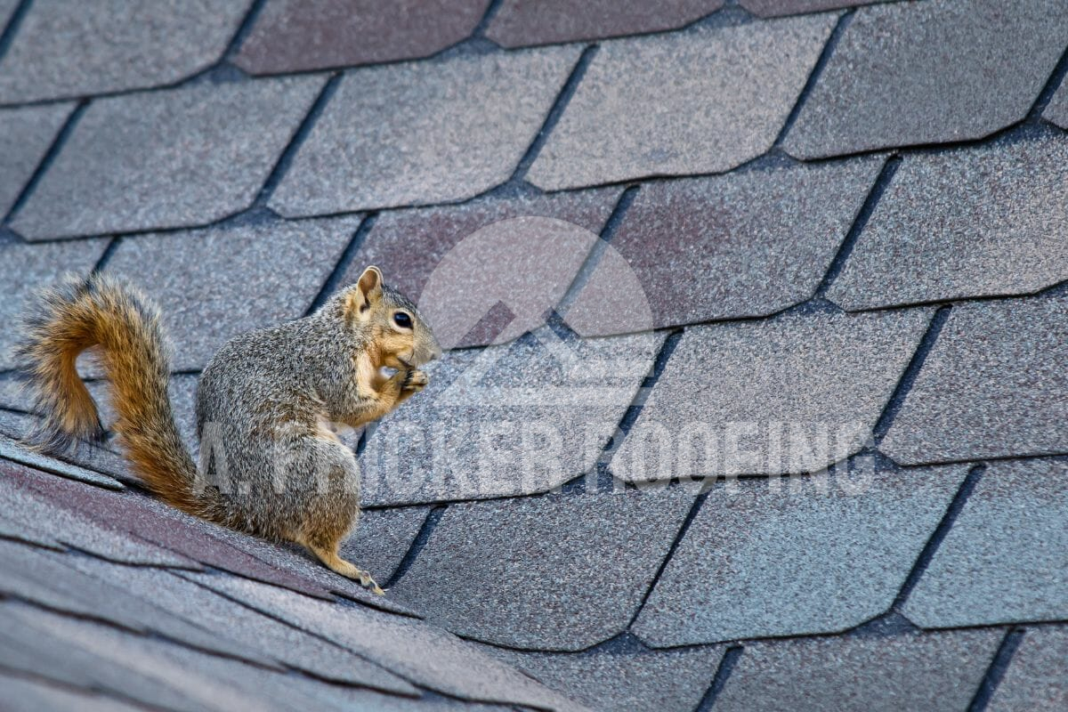 How To Get Rid Of Squirrel On Roof: A Homeowners Guide