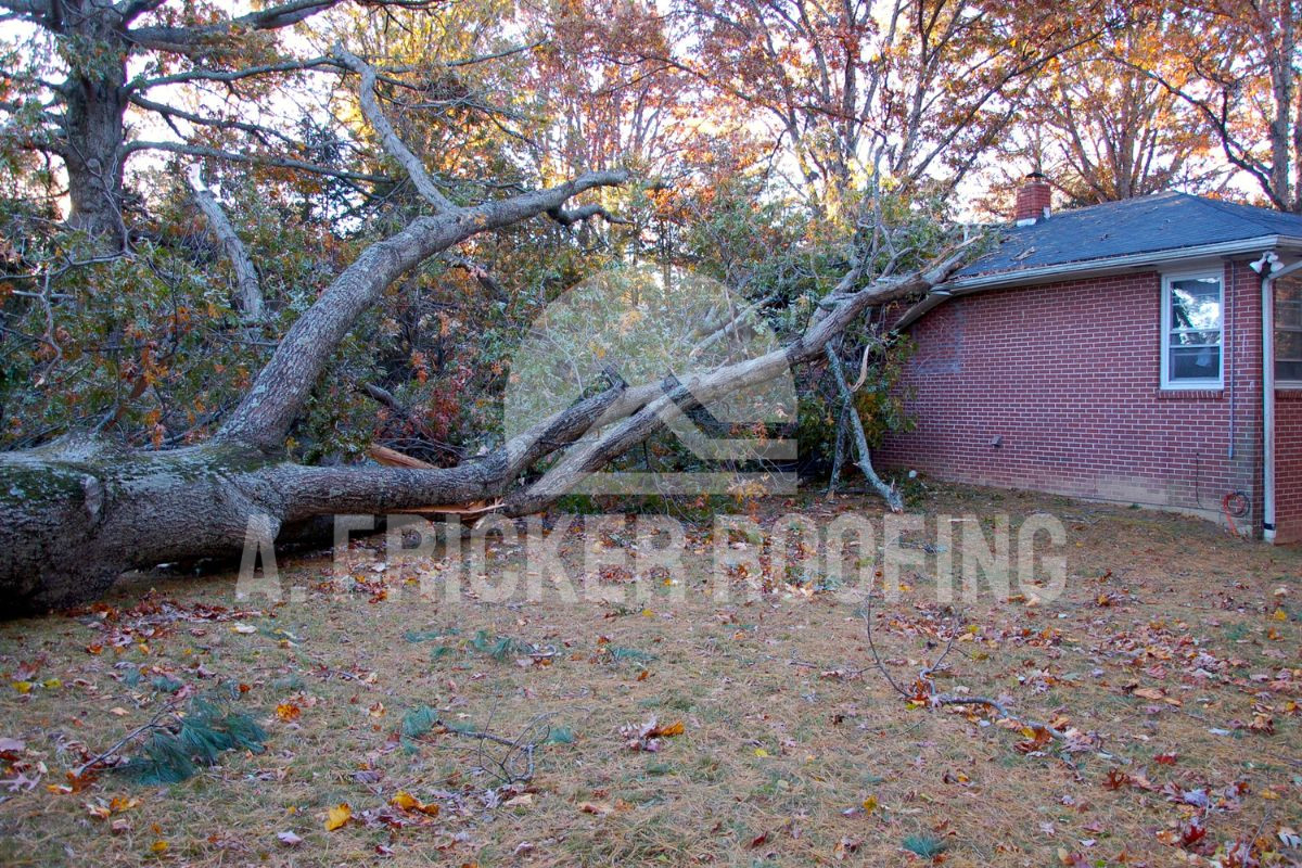 Can A Tree Damage Your Roof? Here's What To Know